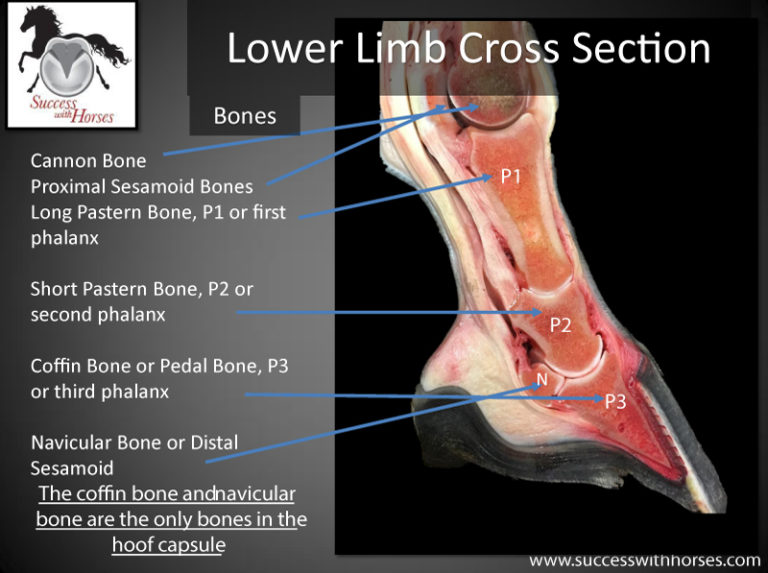Hoof Anatomy - Success With Horses