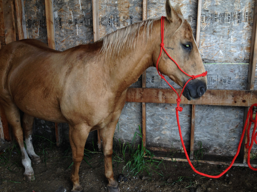 Before & After “set up” Trim - Success With Horses